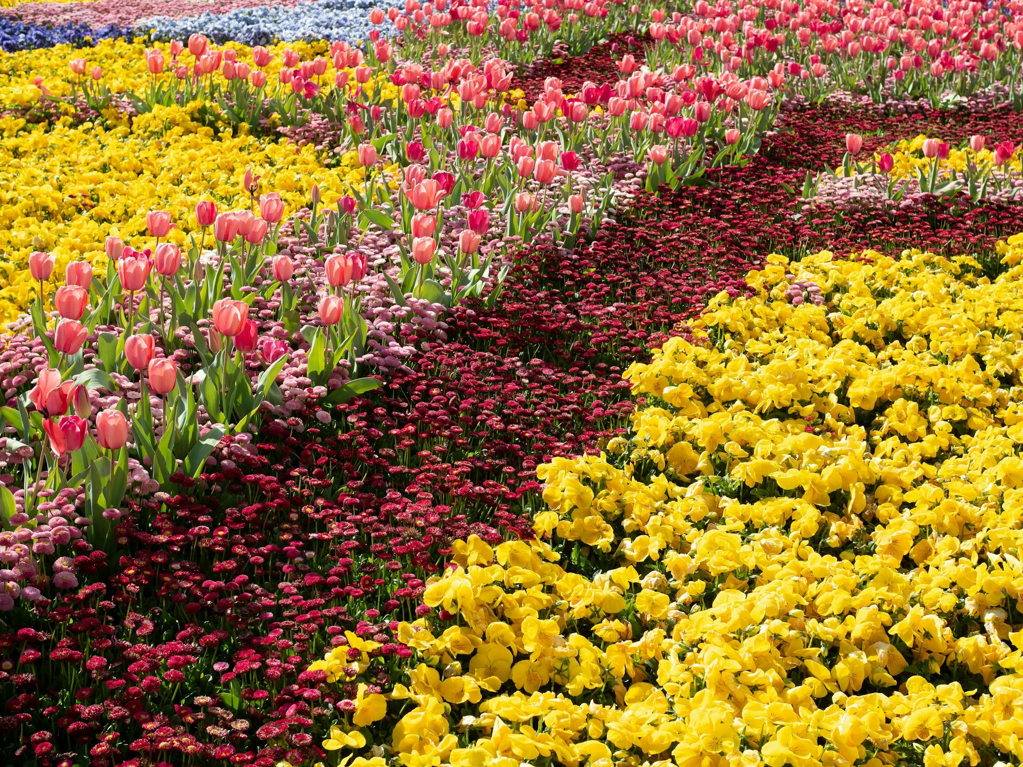 How do flowers know it’s spring? A botanist explains
