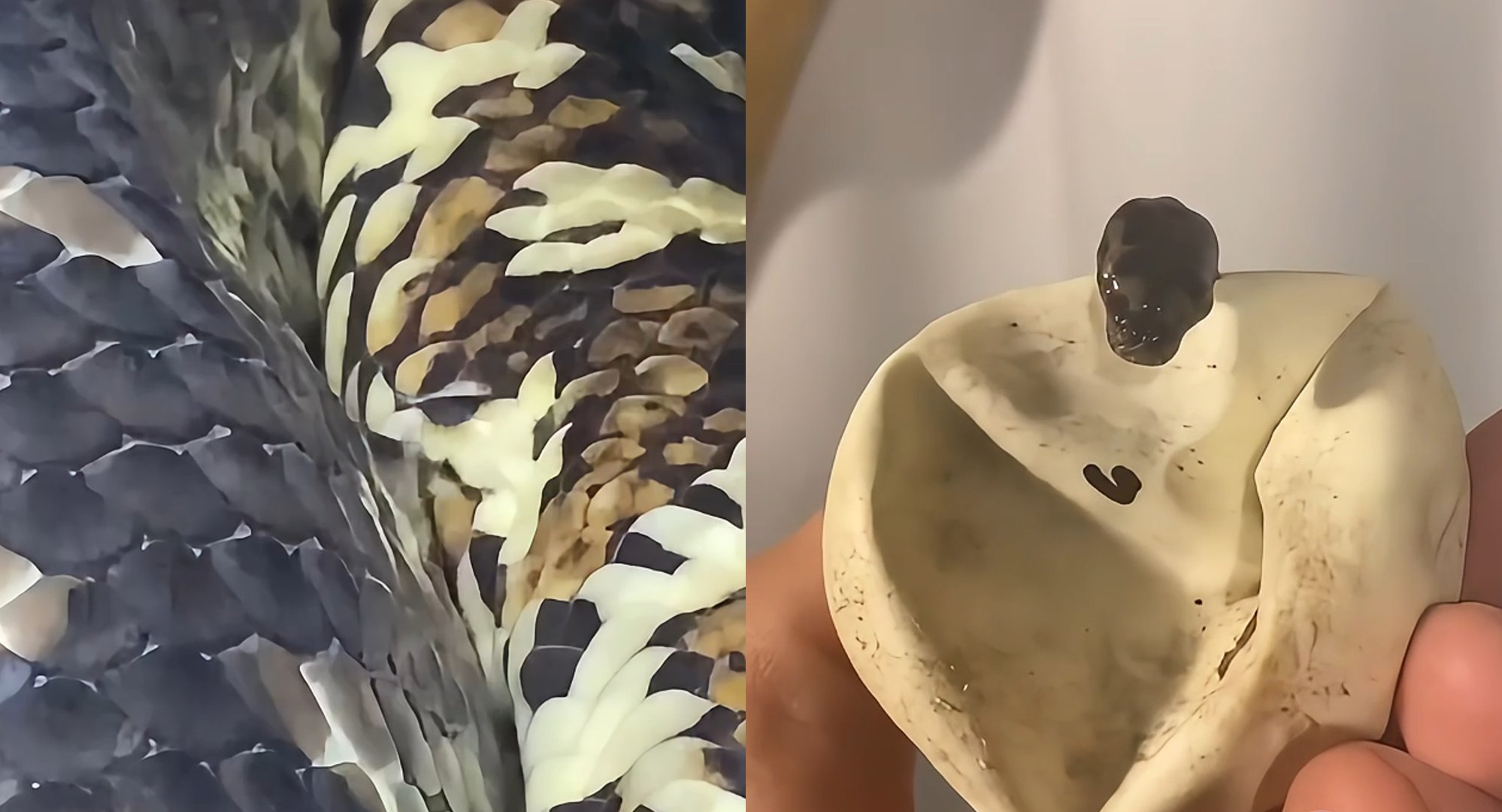 What are these snakes doing?