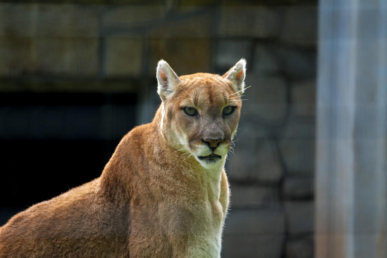 Abilene Zoo mourns loss of beloved cougar Pecos