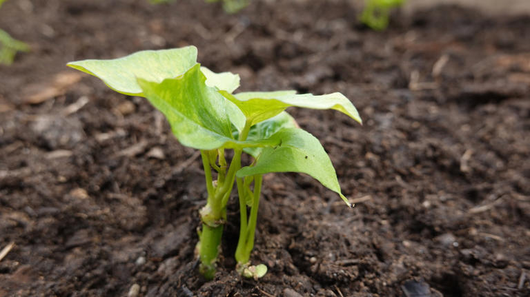 The Best Way To Grow Sweet Potatoes In Containers For Year-Round Harvests