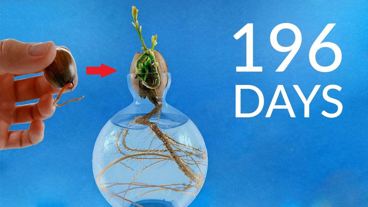 Oak tree growth in time lapse