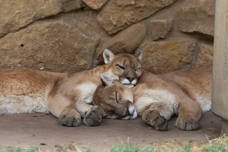 Abilene Zoo mourns loss of beloved cougar Pecos