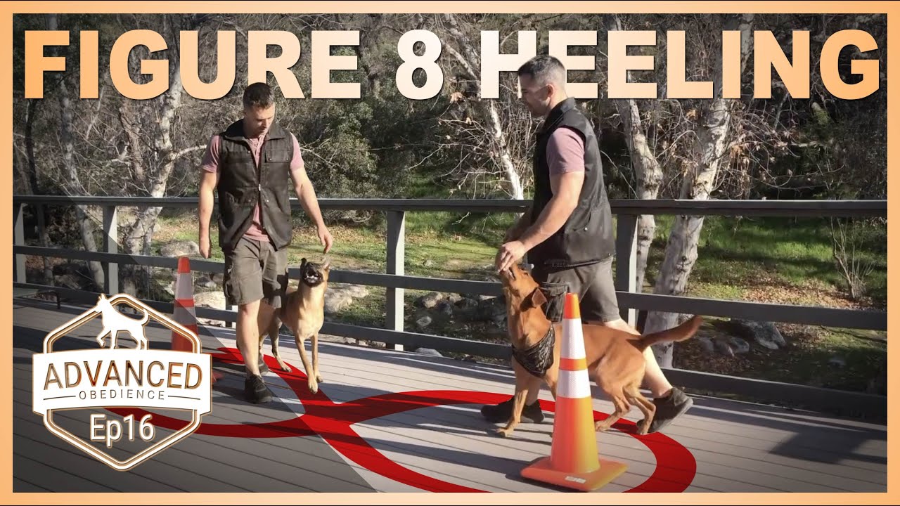 Figure 8 Heeling Mastery: Advanced Dog Obedience Secrets