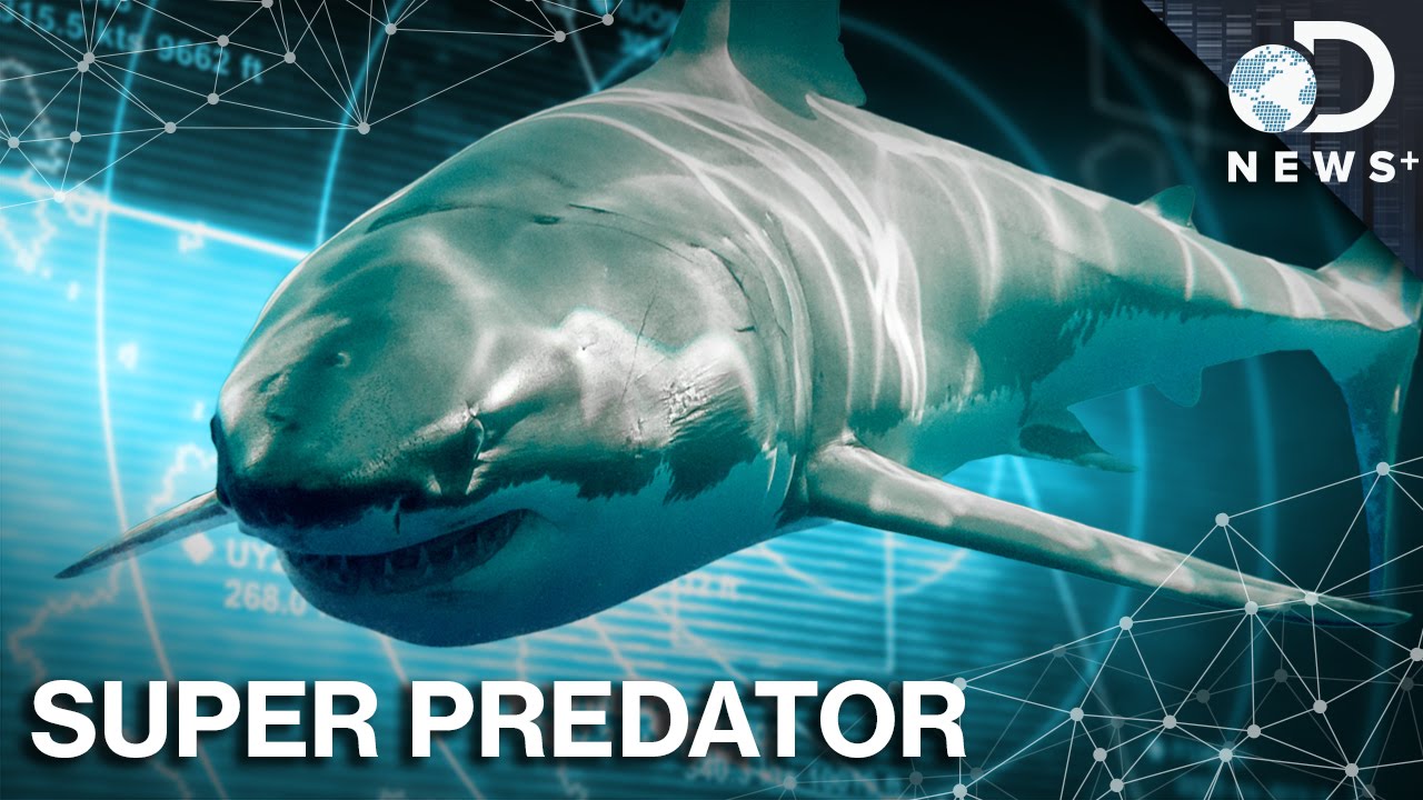 How Sharks Detect and Hunt with Hidden Senses