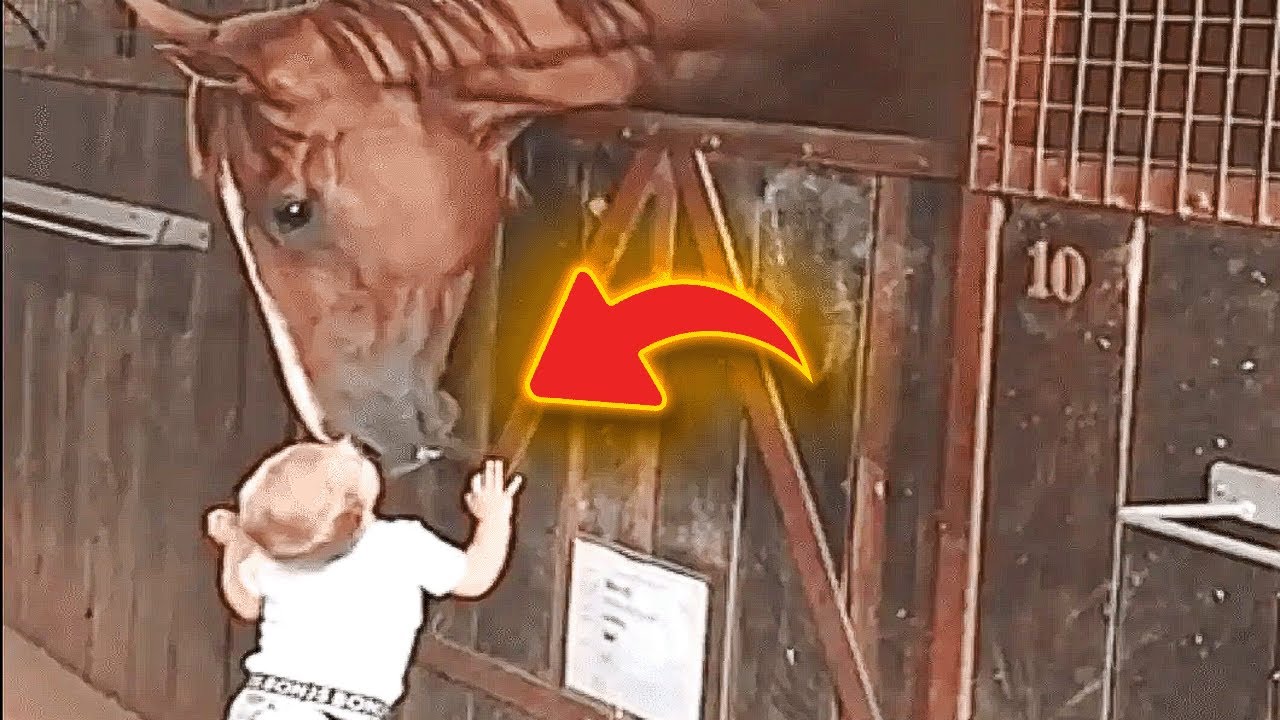 Sweet Little Girl's Heartwarming 'Morning Greeting' to Her Uncle's Horses