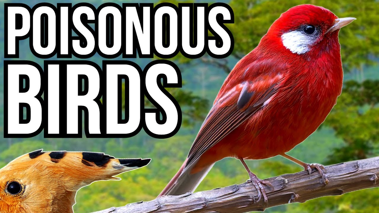 5 Beautiful Birds That Are Secretly Poisonous