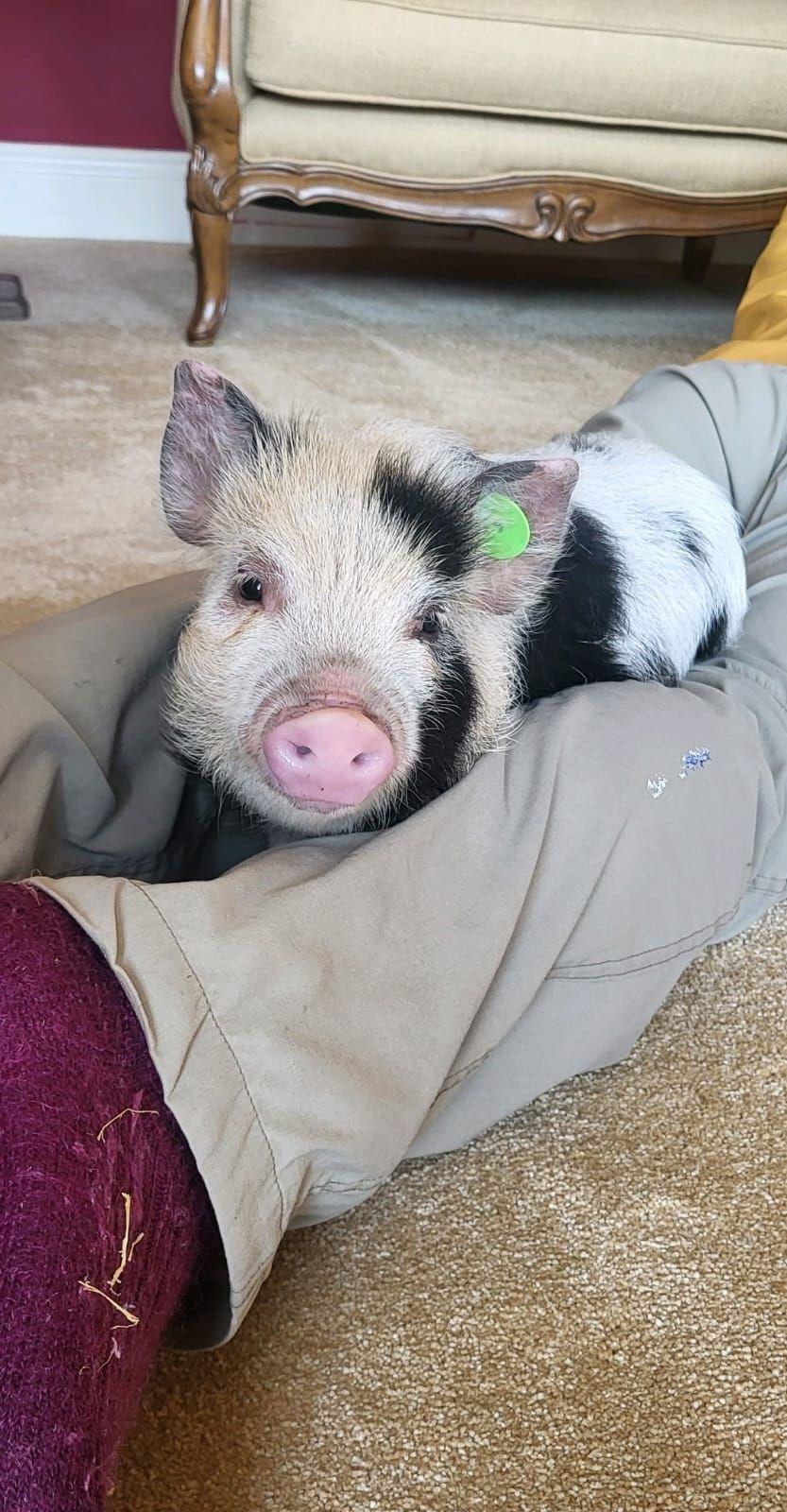 Brexit-busting pig Winston makes history with world-first breeding ...