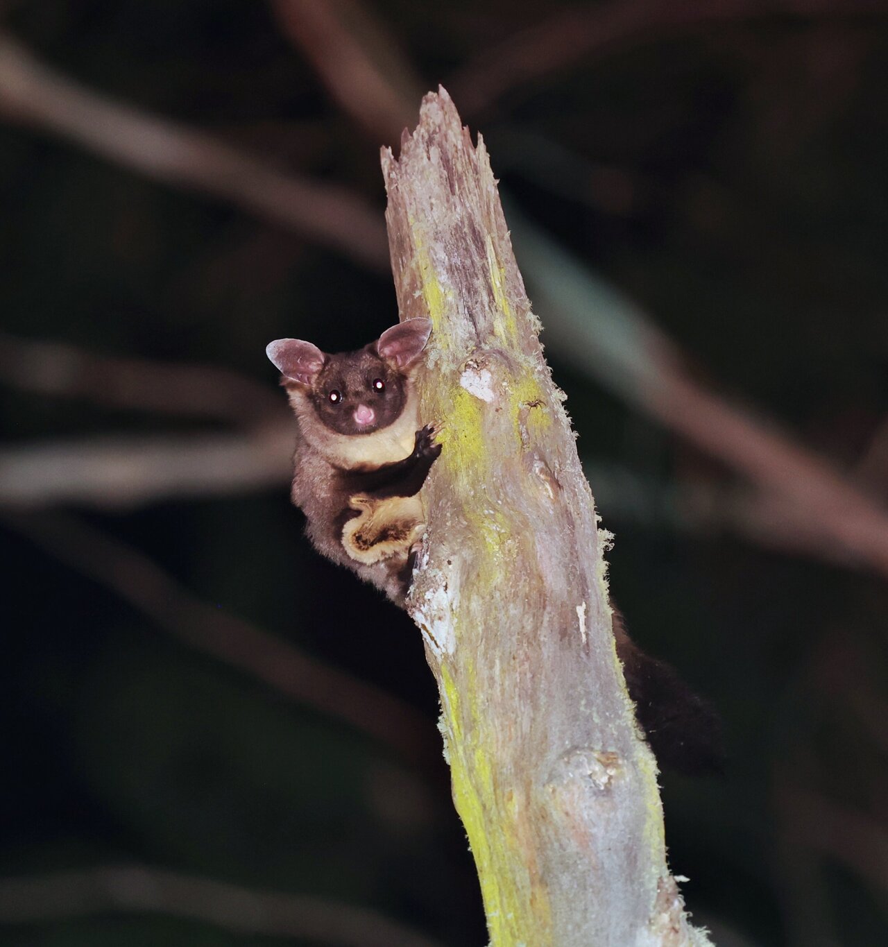 Thermal drones deployed to monitor native animals under threat