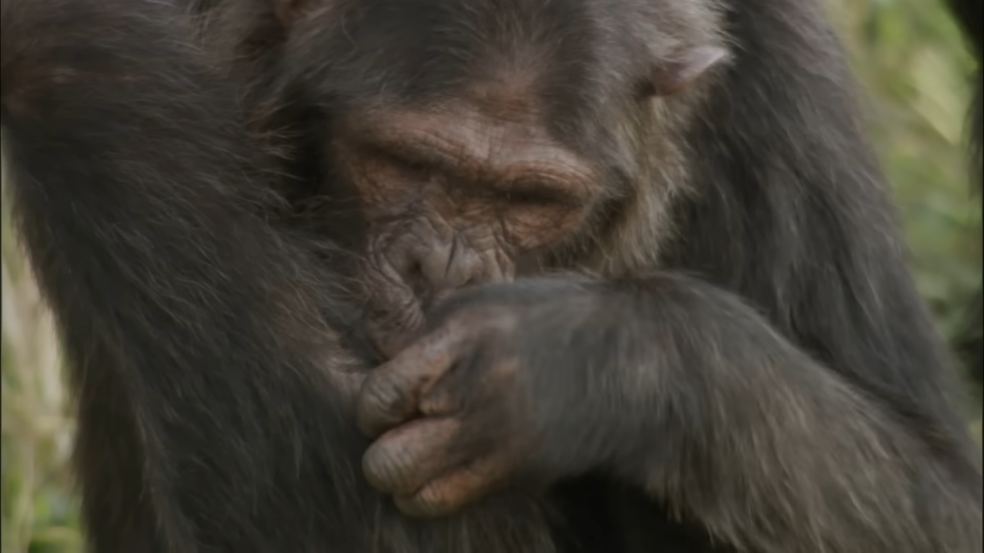 Why Chimpanzees Are Far Stronger Than Humans