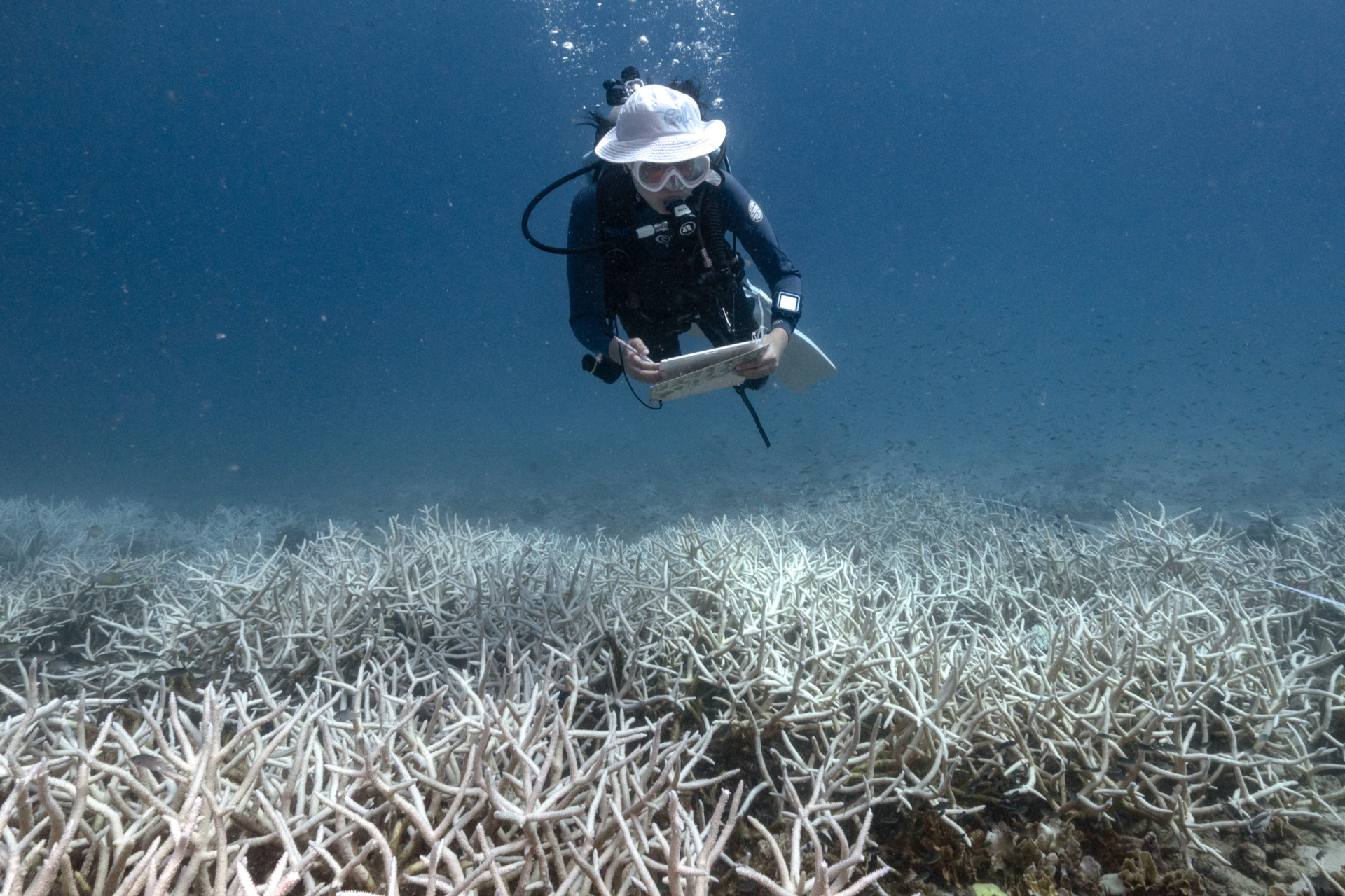 What is coral bleaching, and how can we stop it?