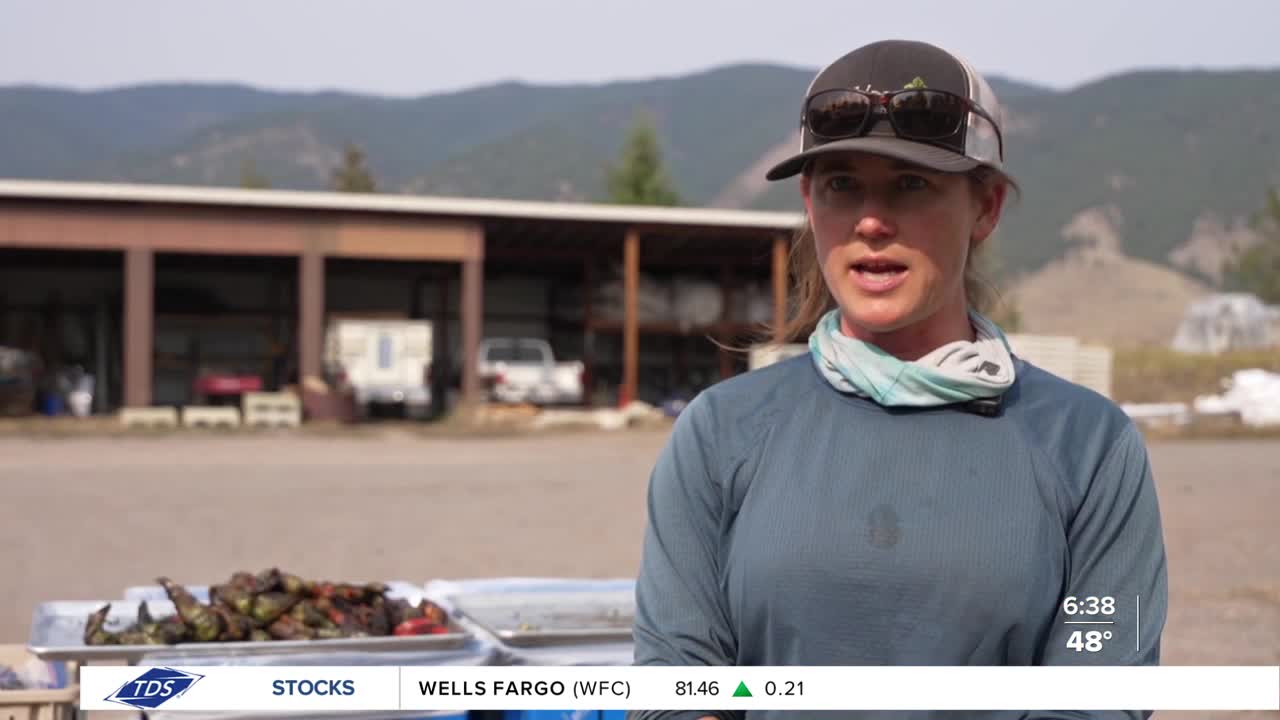 Montana Ag Network: Arlee farm brings peppers and the heat