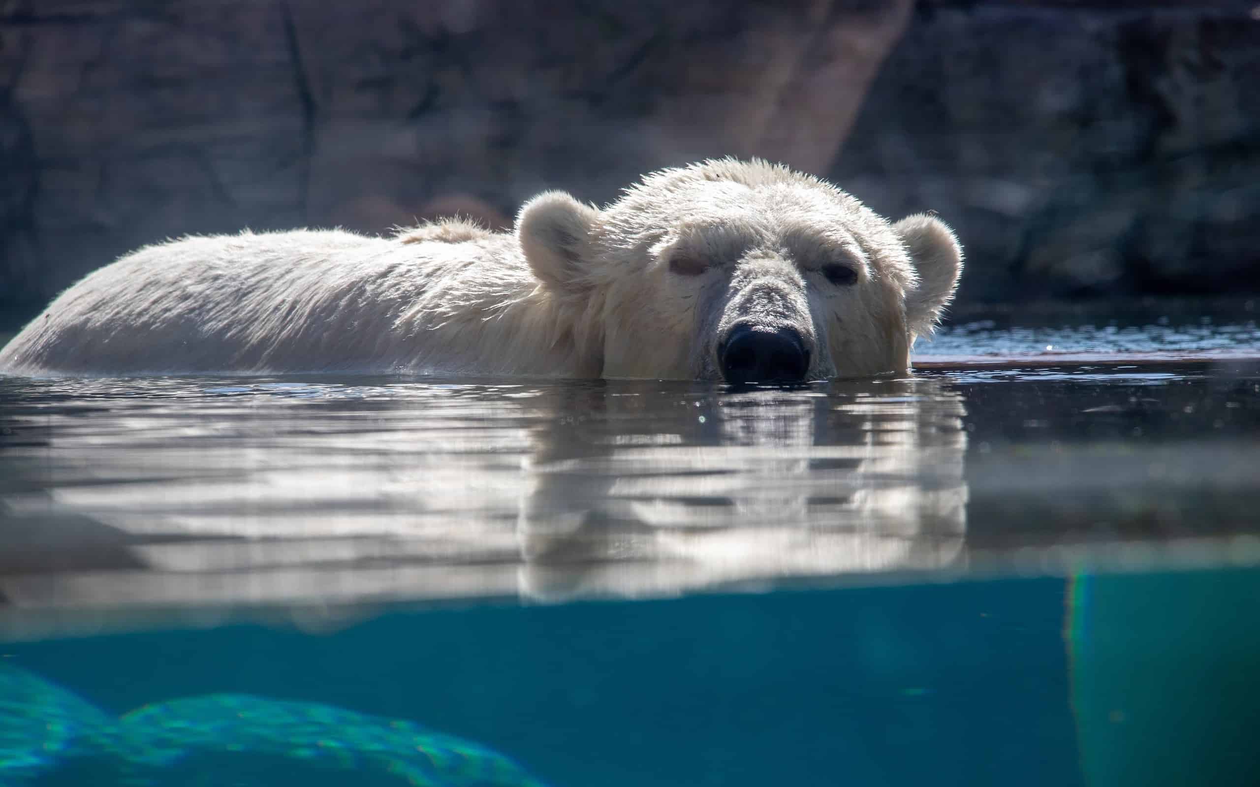 17 Must-Visit Zoos If You Love Polar Bears
