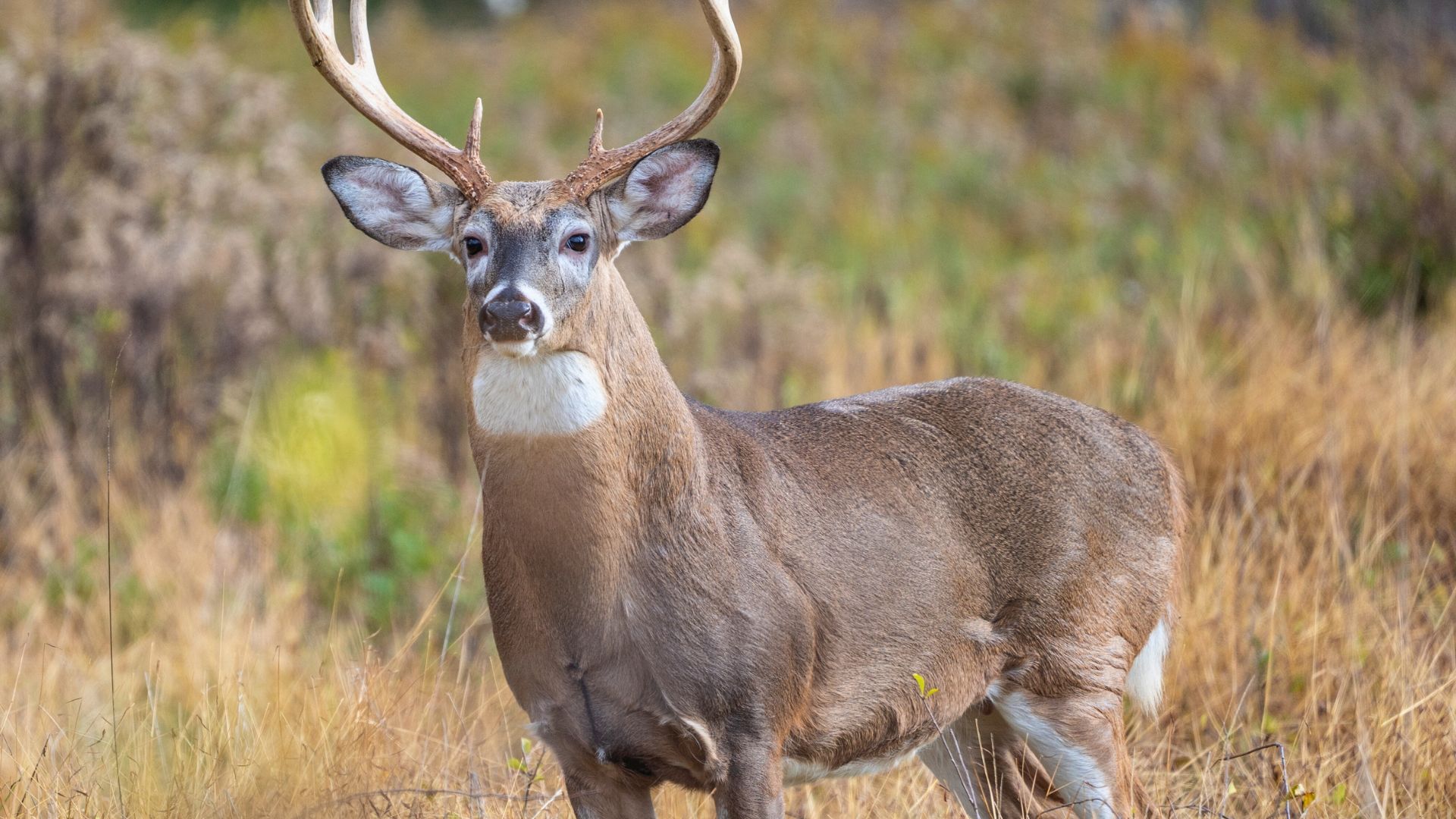 Calibers that put big deer down without bruising your shoulder