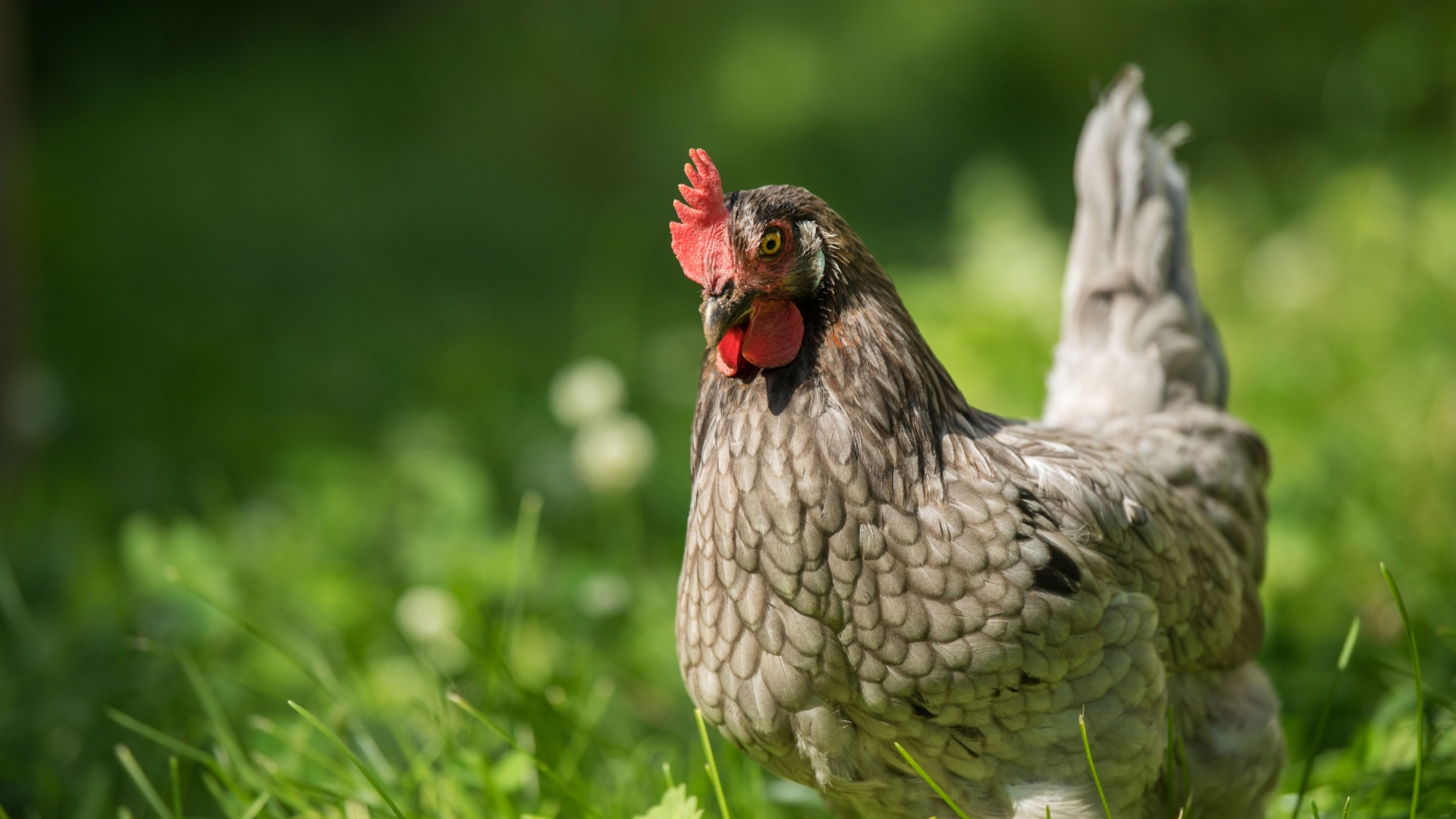 Chicken Breeds That Look Like They Belong In A Fairytale
