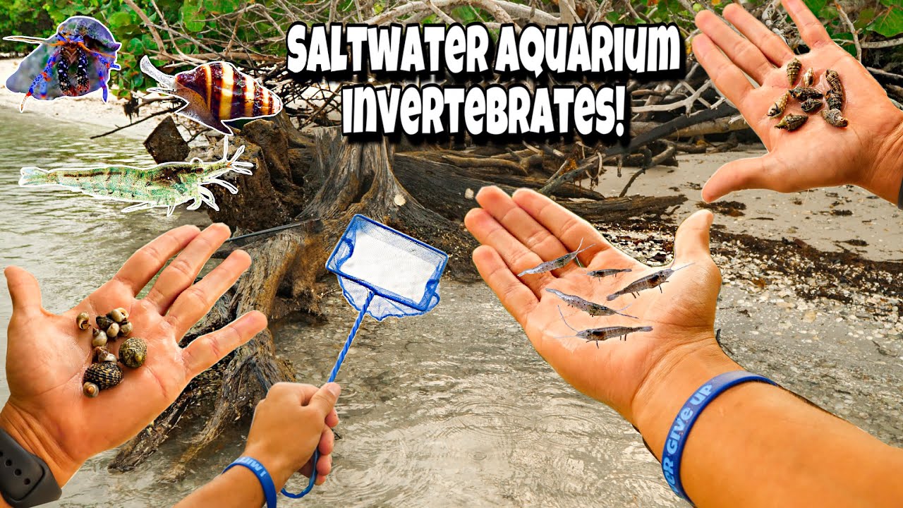 Catching micro shrimp and crabs for my aquarium!