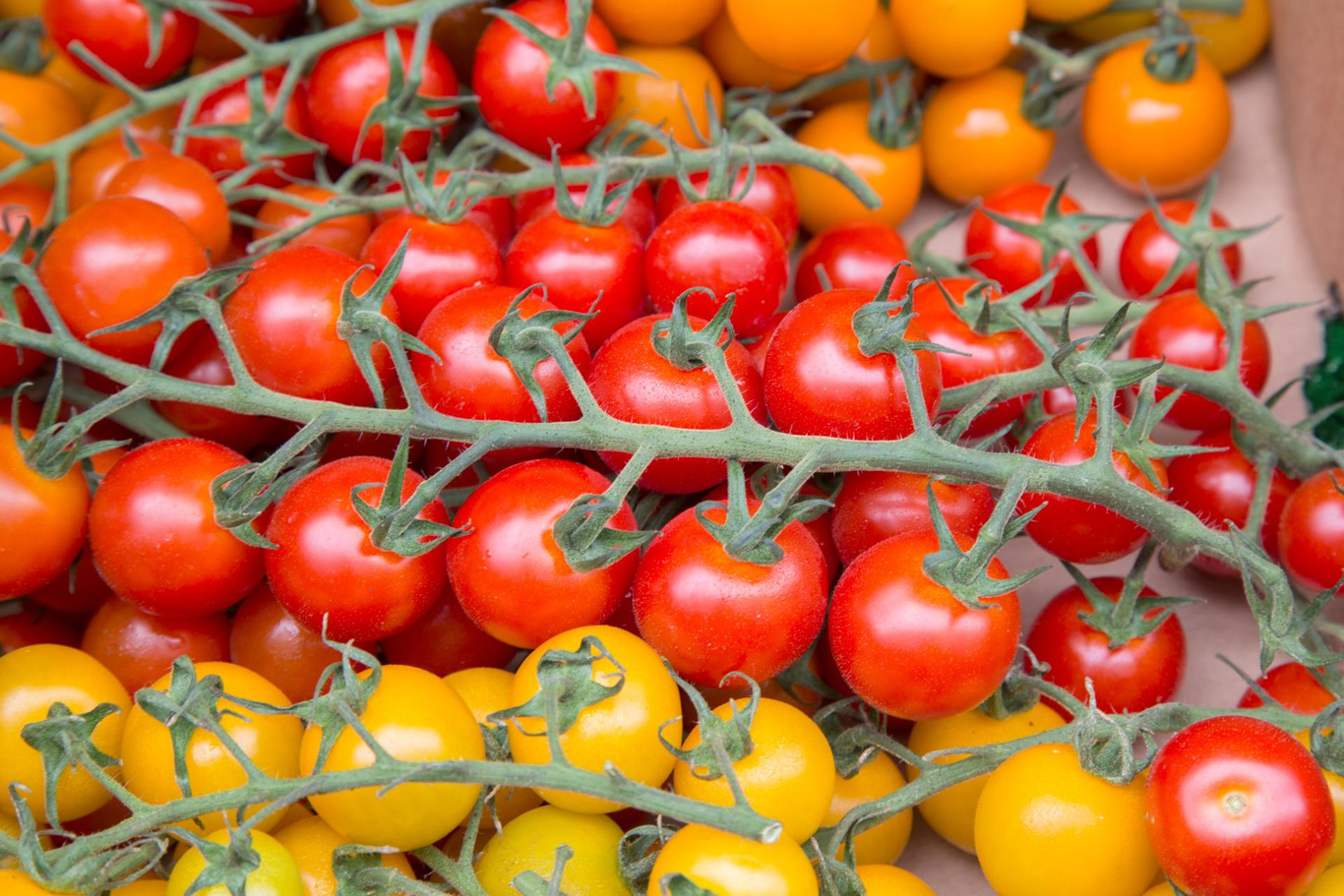 Salmonelle : des tomates cerises suspectées dans une épidémie ...