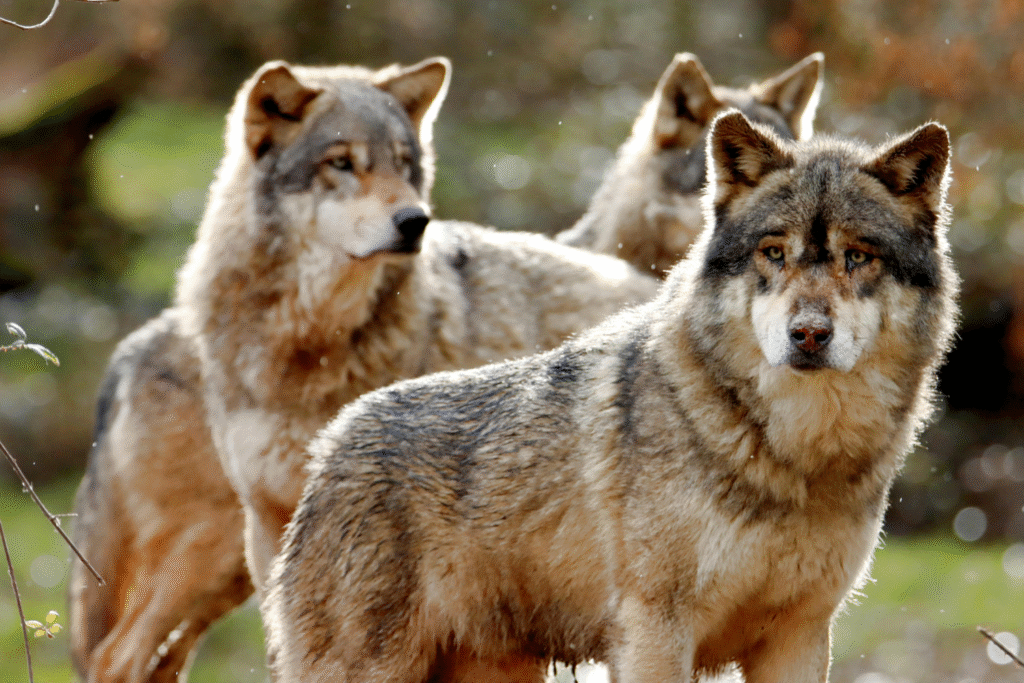 From Near Extinction to 1,200 Strong: Wisconsin’s Wolf Population Rebounds