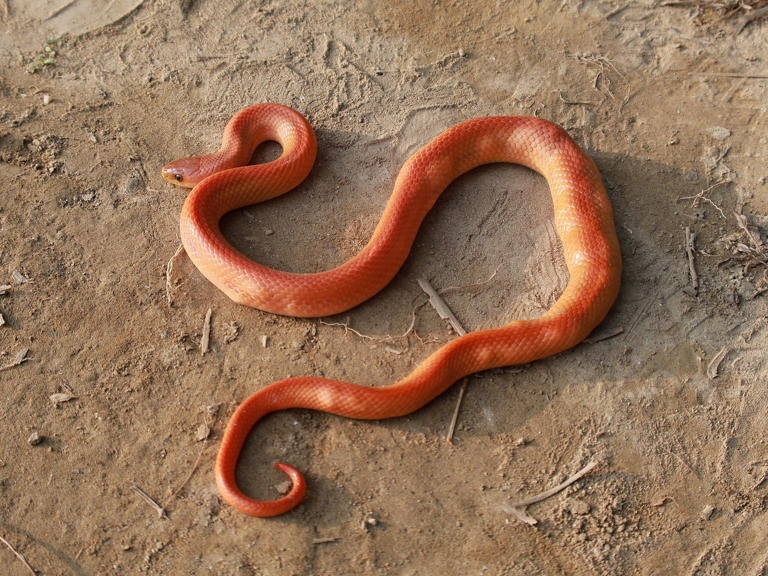Red Coral Kukri snake spotted in UP's Pilibhit after decades