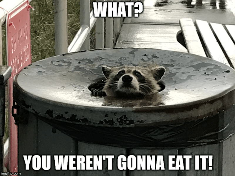 21 Midnight Memes of Trash Panda Dumpster Dives and Curbside Cuisine
