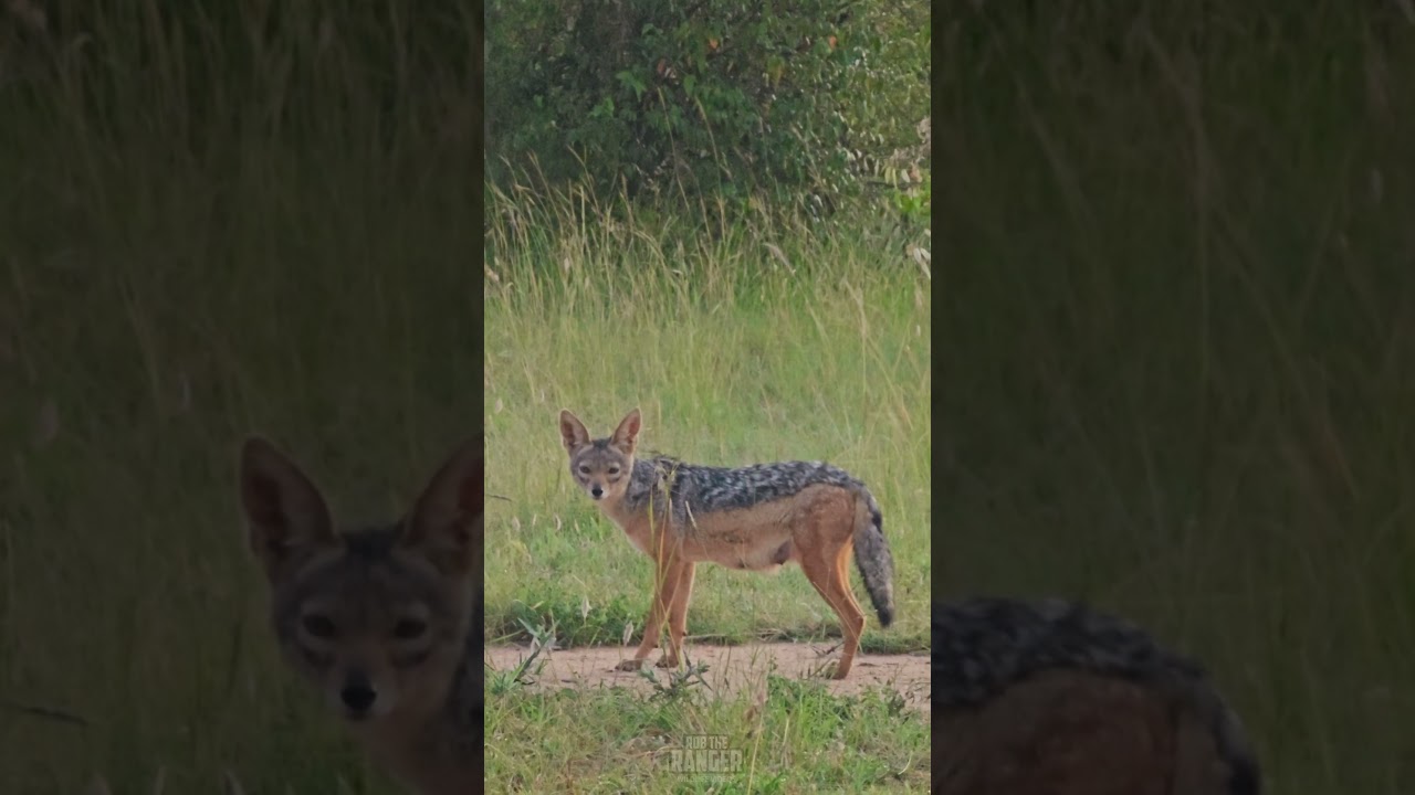 See This Black-backed Jackal on the Move