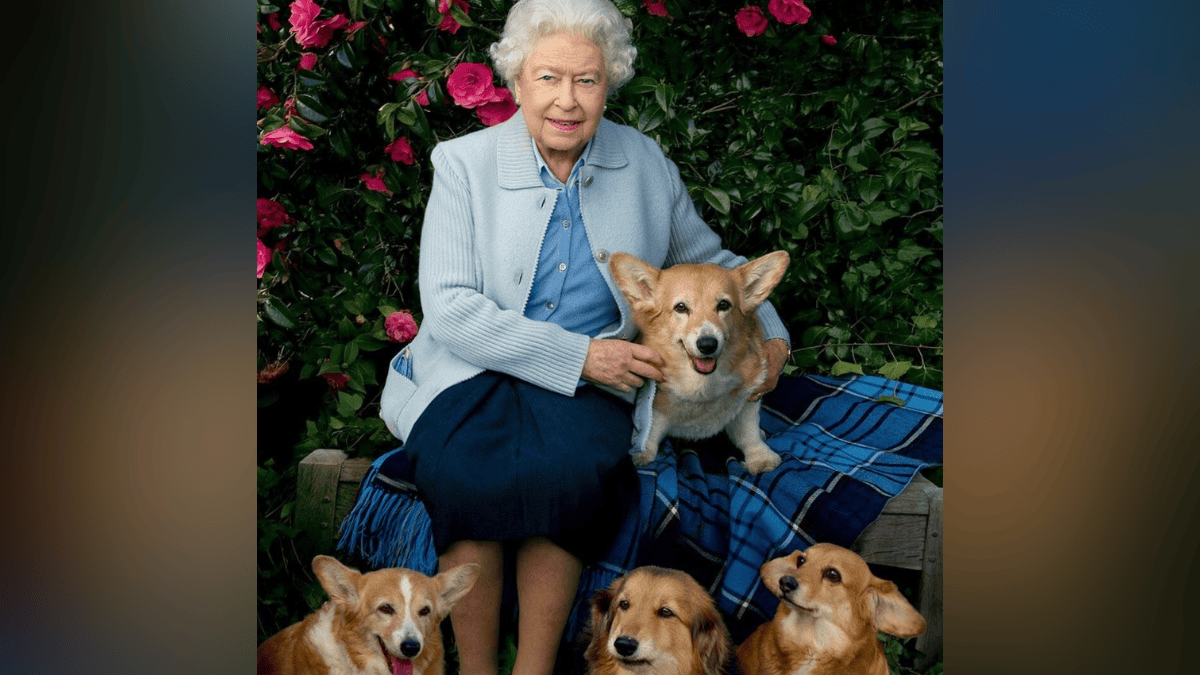 Queen Elizabeth's dogs: The Corgi, the royal dog and its history with ...