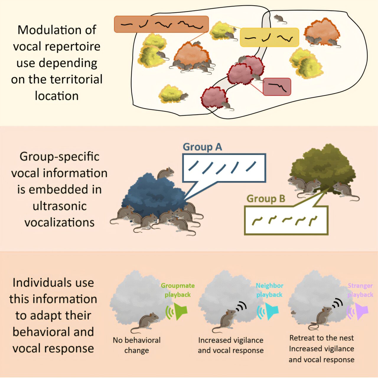 How mice extend short-range ultrasound for public announcements