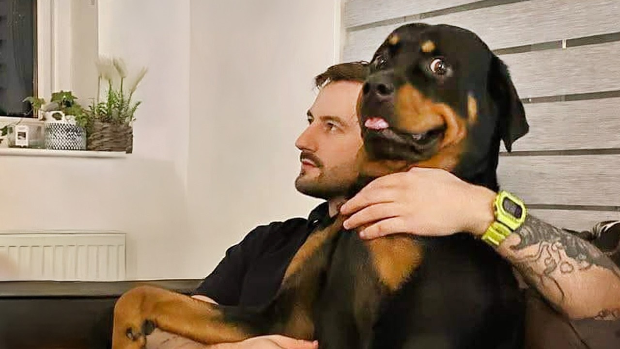 Dads who didn’t want dogs now love them like children