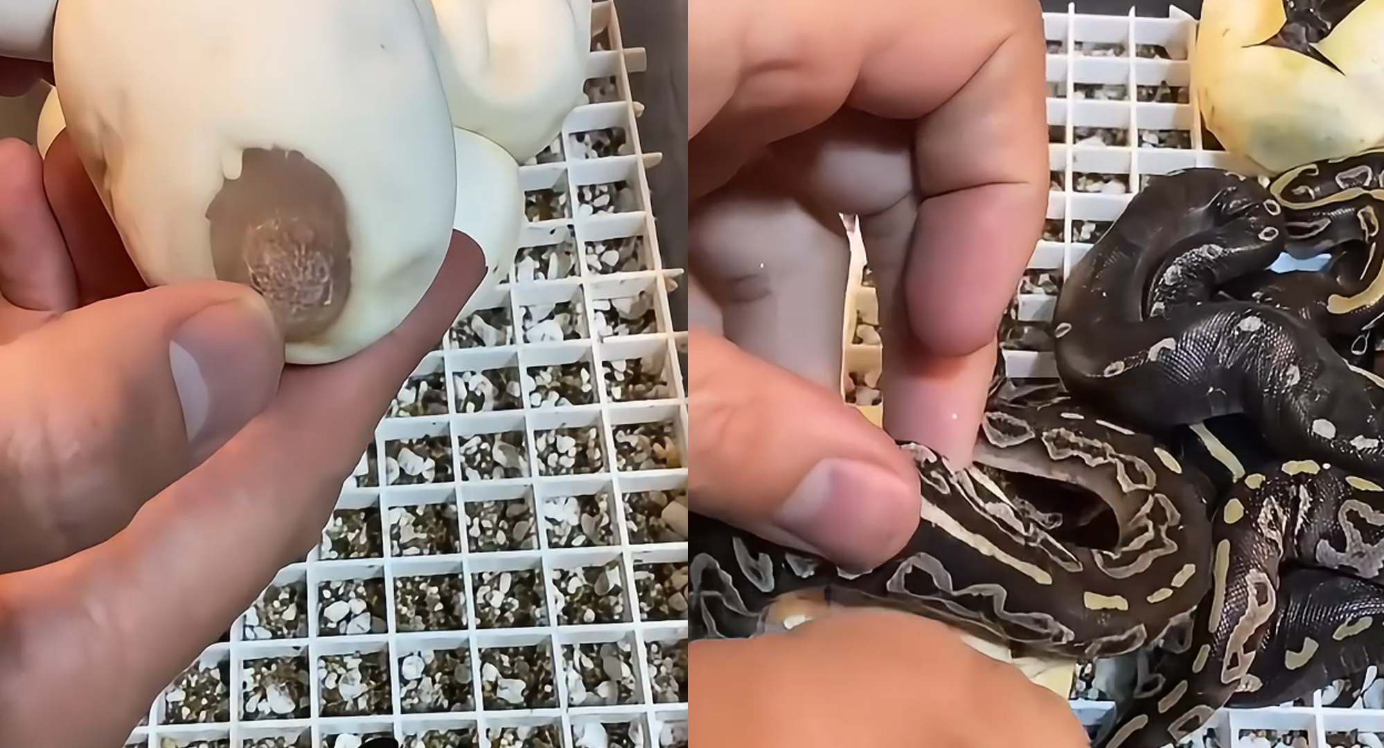 Mojave Ball Python hatch, from start to finish!