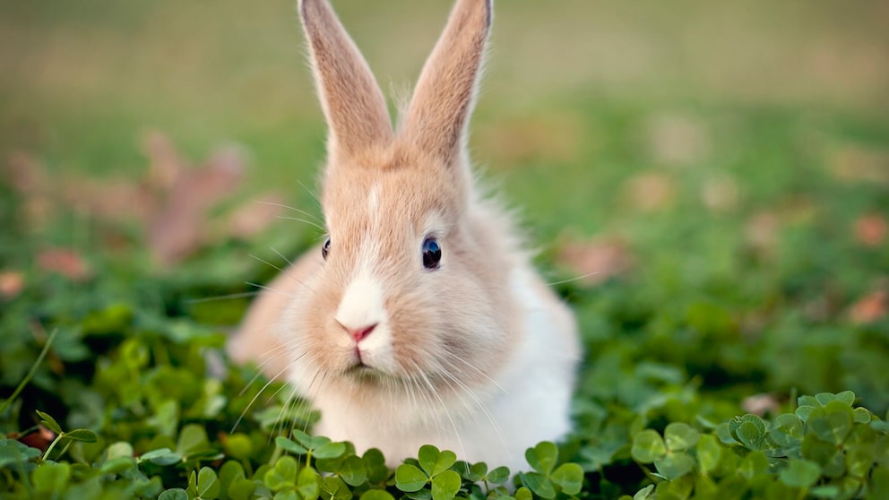 Safe Plants for Rabbits