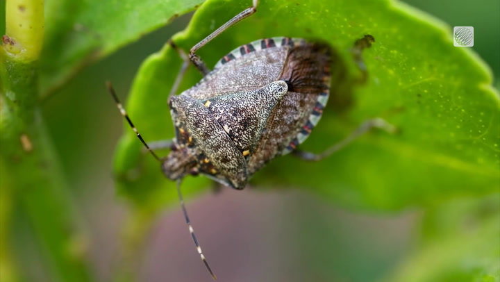 Stink Bugs: The smelly critter invading Canada and your home