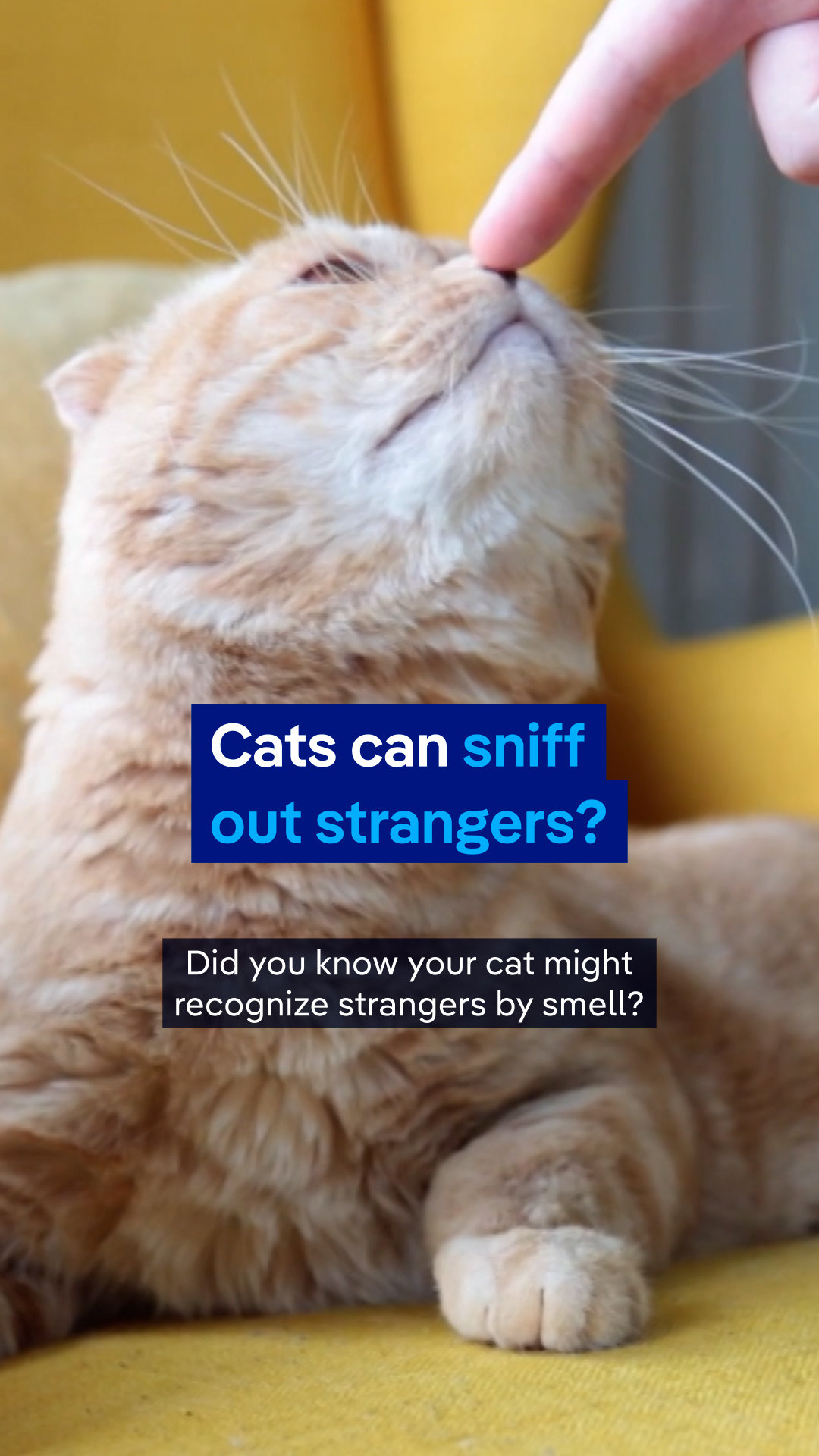 Cats can sniff out strangers?