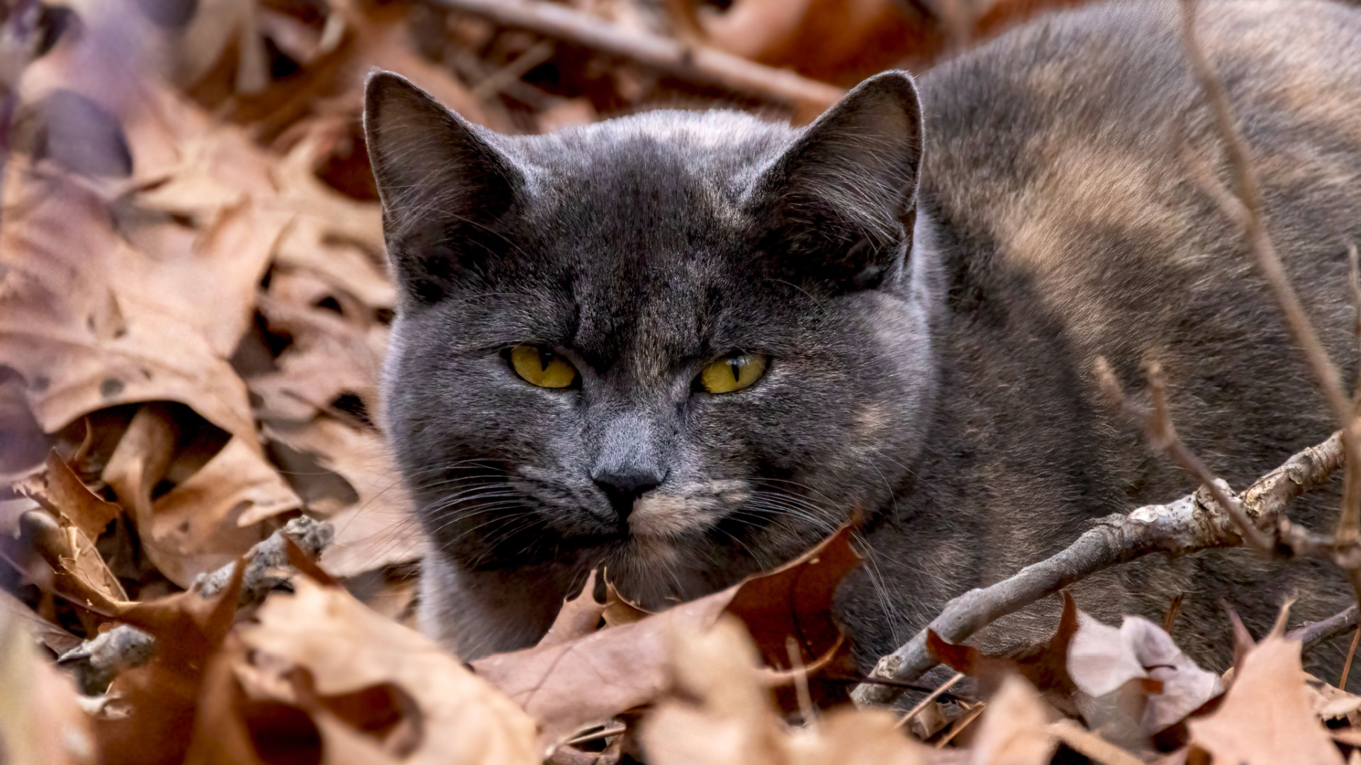 Personality Traits That Show Your Cat Thinks Like A Wild Predator