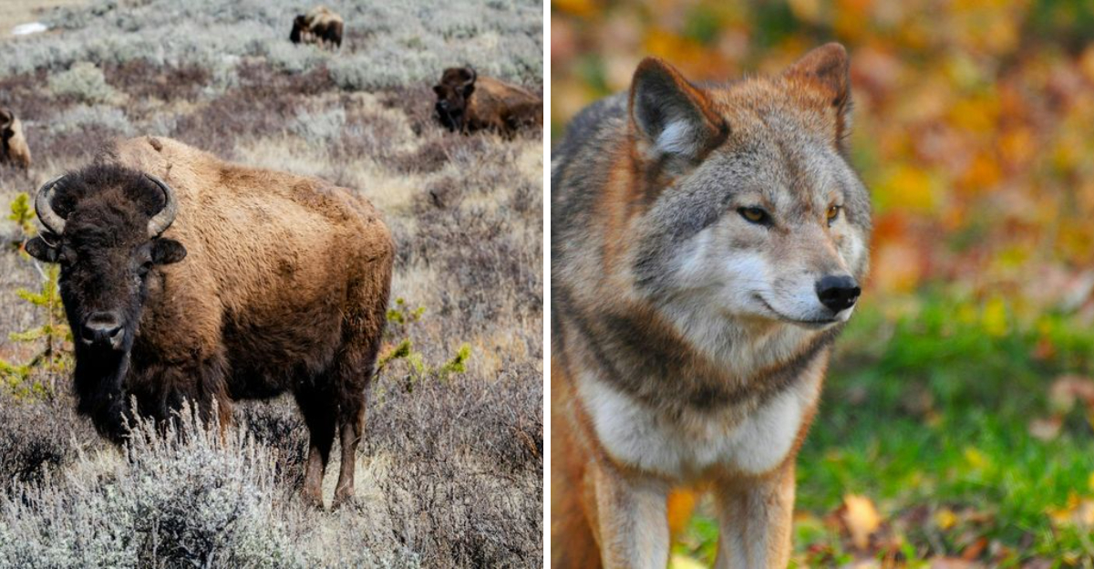 12 Dangerous Animals You Might See On Canada Hiking Trails