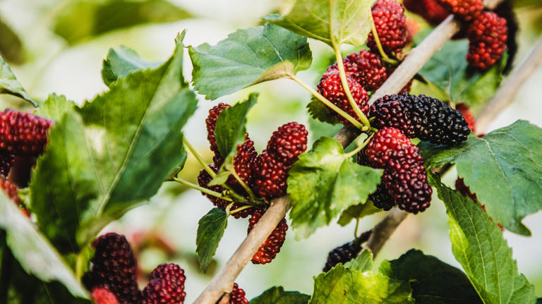 The Biggest Downside To Planting A Mulberry Tree In Your Yard (And If ...