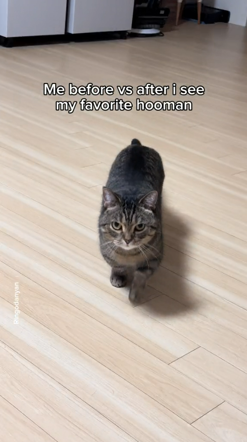 Ringo Cat’s Adorable Two-Paws Personality