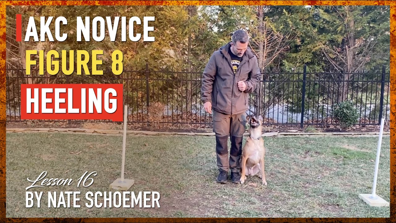 Expert Tips to Perfect Your Dog’s Figure 8 Heeling Routine