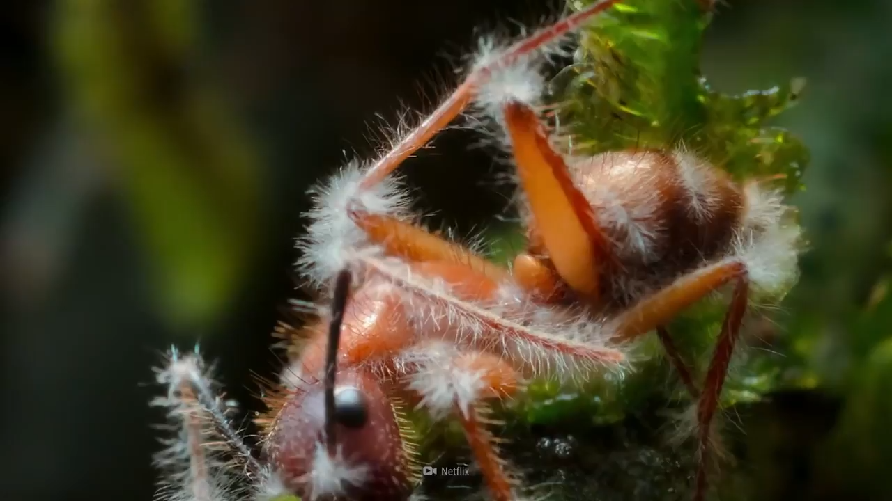 Cordyceps nell’uomo: mito, scienza o incubo?