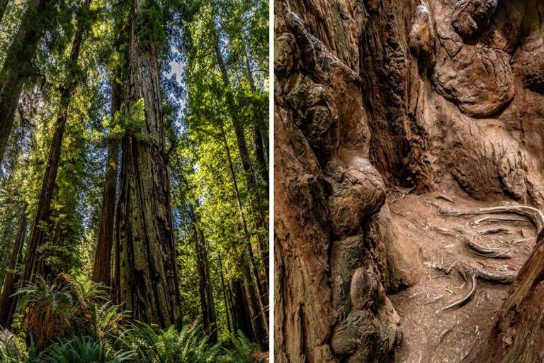 Northern California Redwoods Are Epic: Here Is What to See