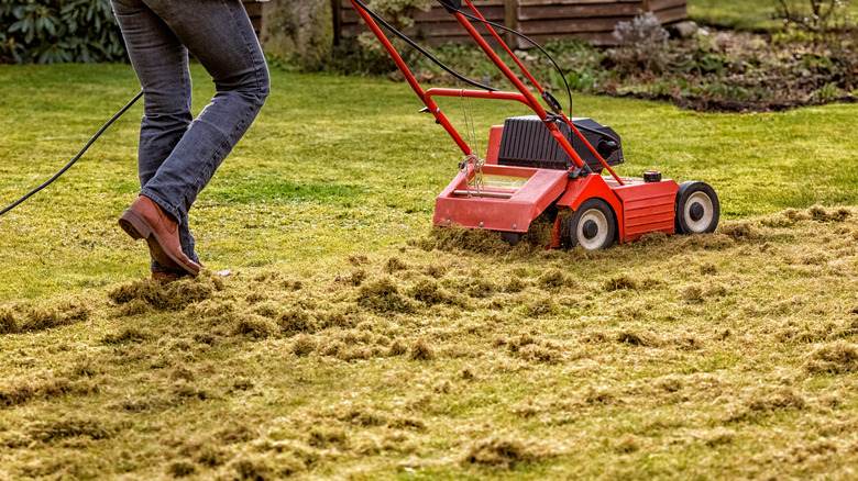 How To Avoid Killing Grass After Dethatching Your Lawn