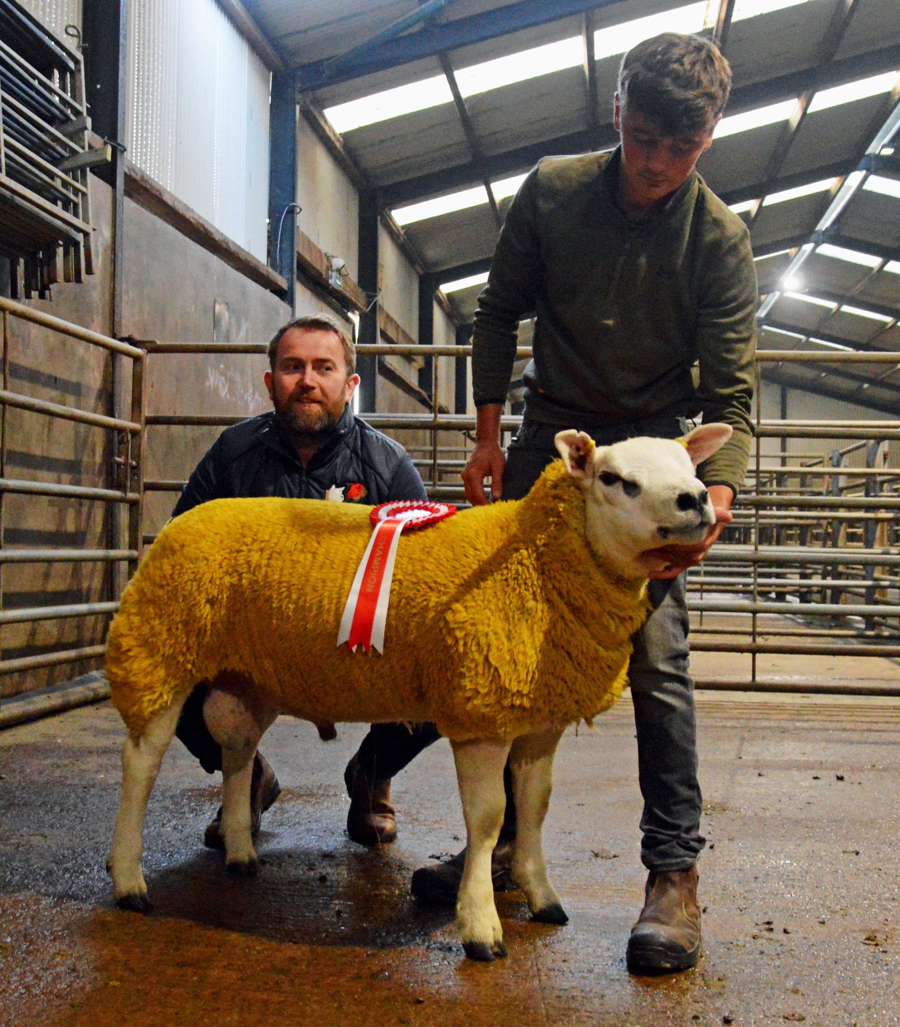Milestonehill Texel Shearling Ram Armoy sale leader