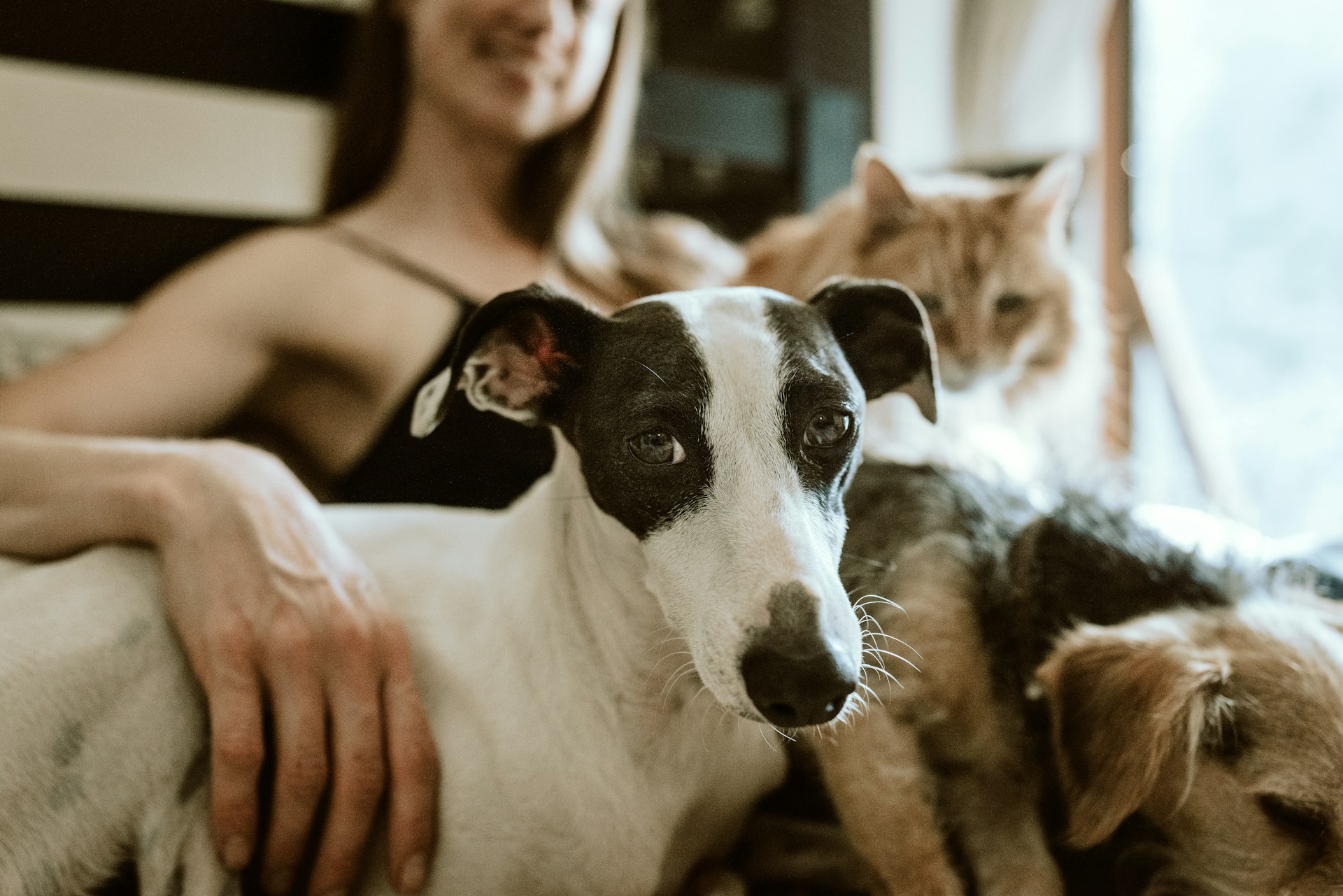 Why people are choosing their pets over having kids