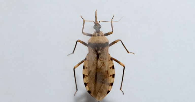 ‘Kissing bug’: You wouldn’t notice a bite from this insect, and it may ...
