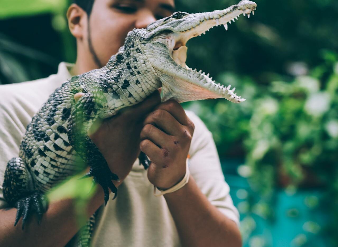 Walmart Says No To Emotional Support Alligator; Pennsylvania Pastor's ...
