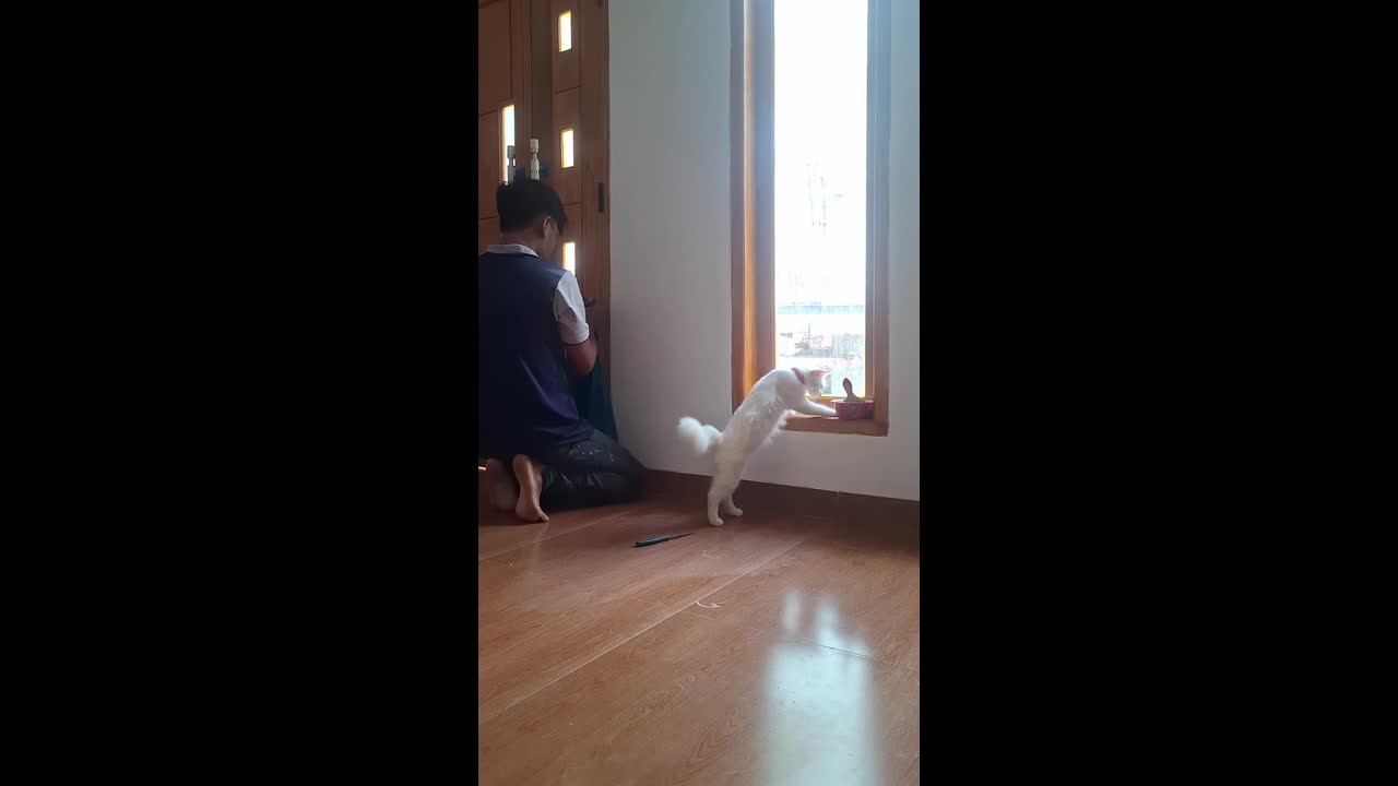Naughty pet cat knocks a bucket of white paint onto wooden floor