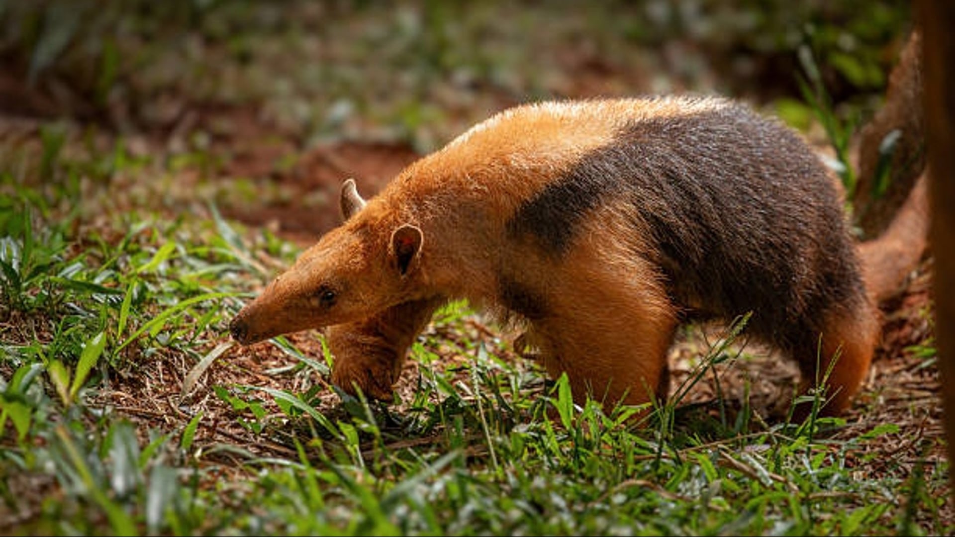 The Aardvark: Close-Up Footage of the Iconic African Anteater