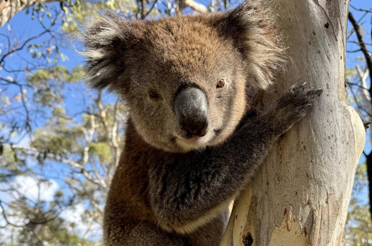 Island haven for threatened koalas faces genetic 'trap' without ...