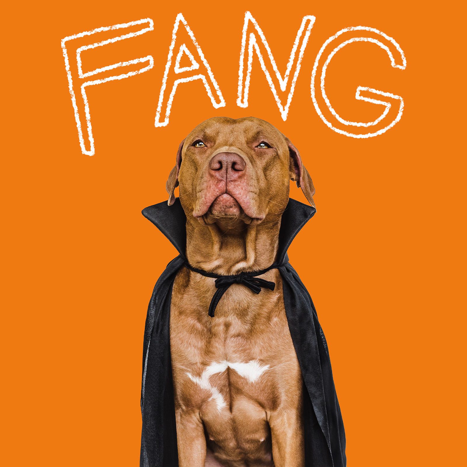 215+ Funny Dog Names That Capture Your New Pup’s Personality