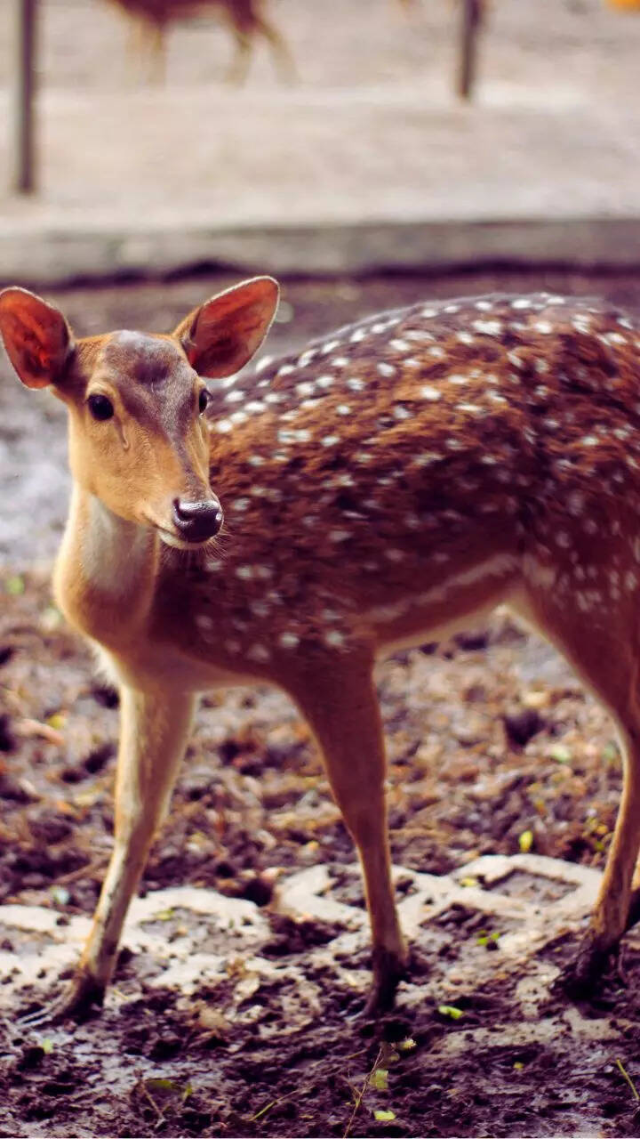 9 unique animals in South India that start with the letter ‘S’