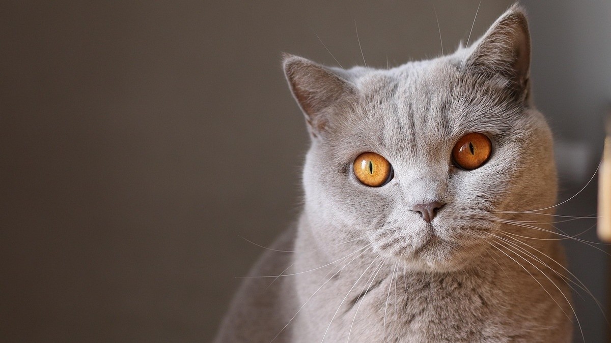 17 subtle clues that show your cat's emotional state