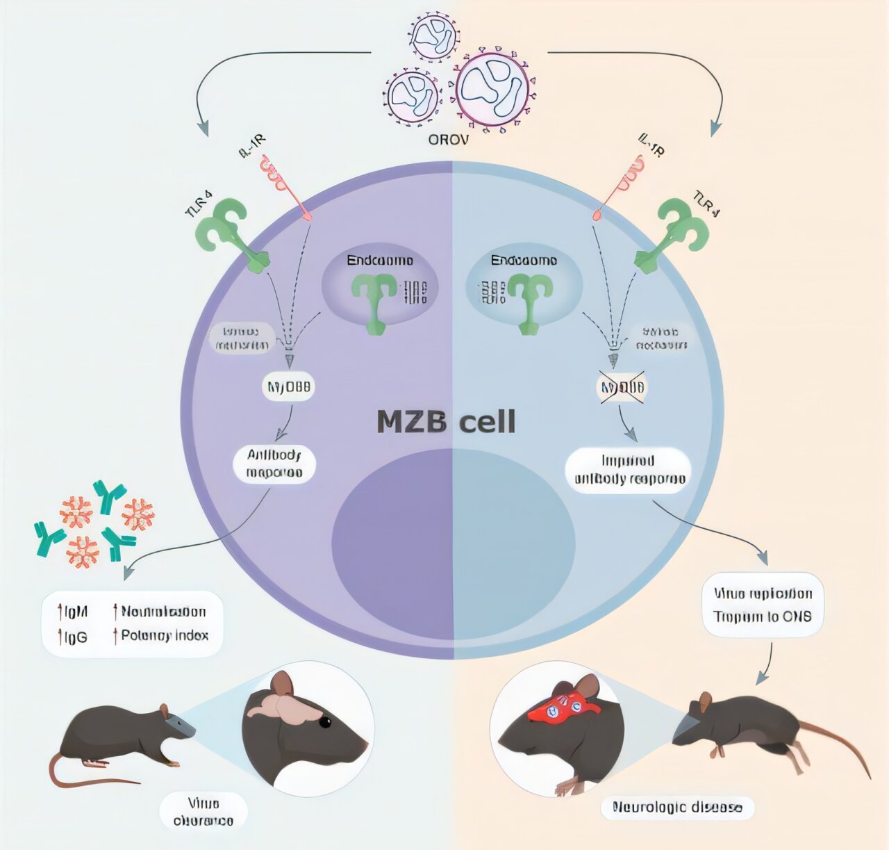 Newly identified immune response controls Oropouche infection and ...